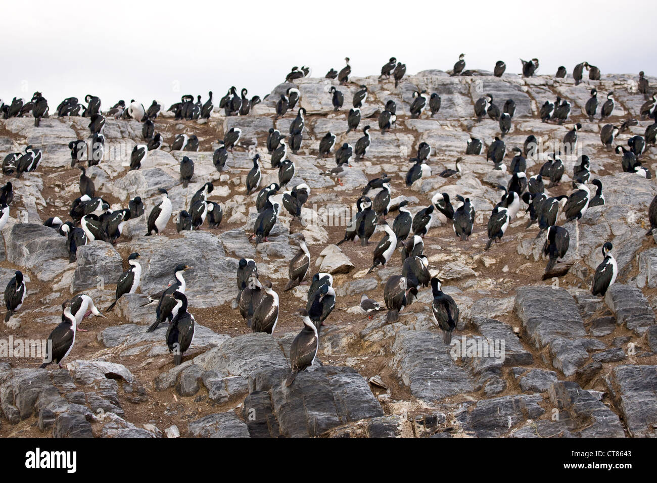 Beagle channel birds hi-res stock photography and images - Alamy