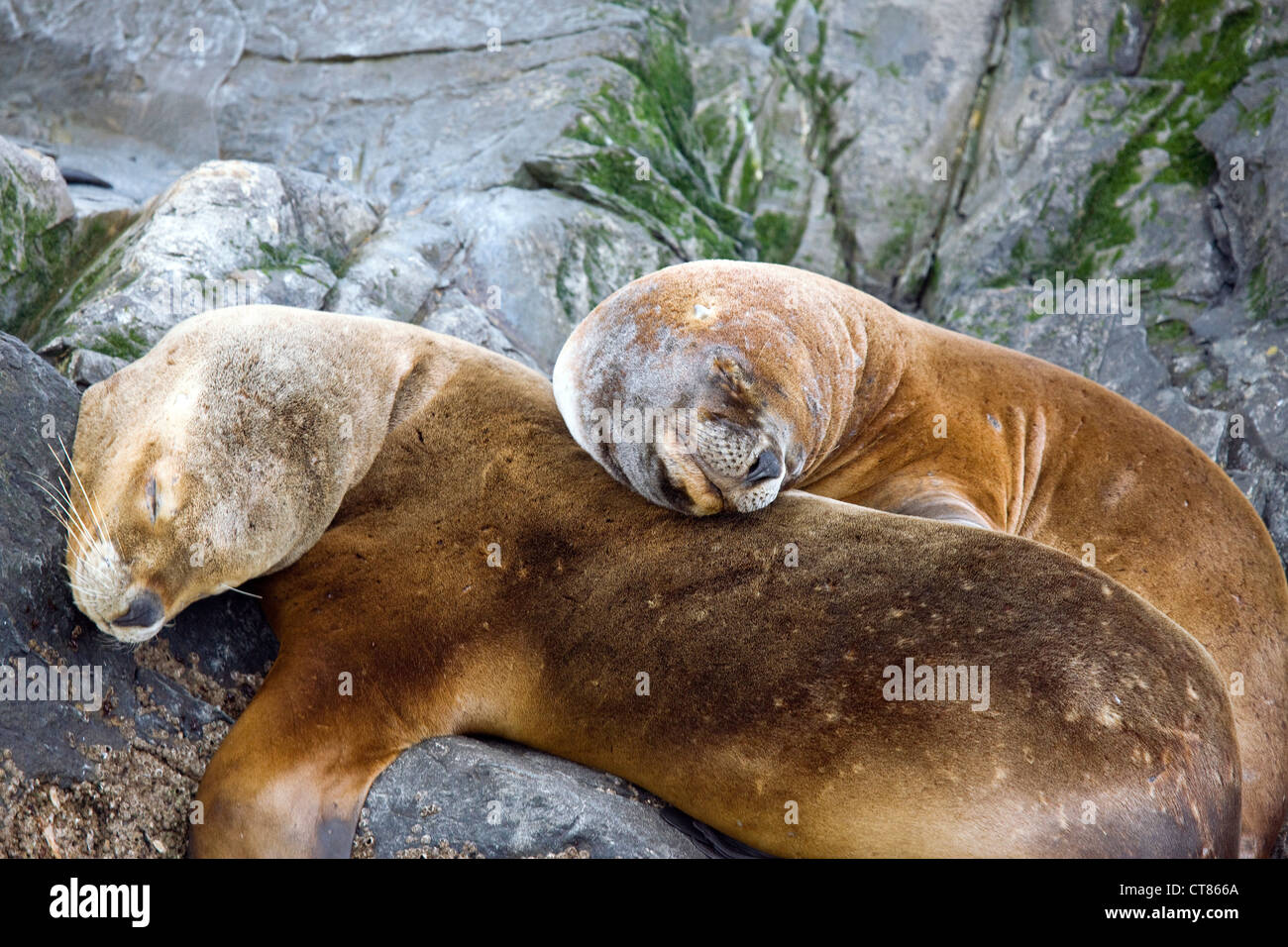 South American sea lions on Isla de los Lobos in the Beagle Channel ...