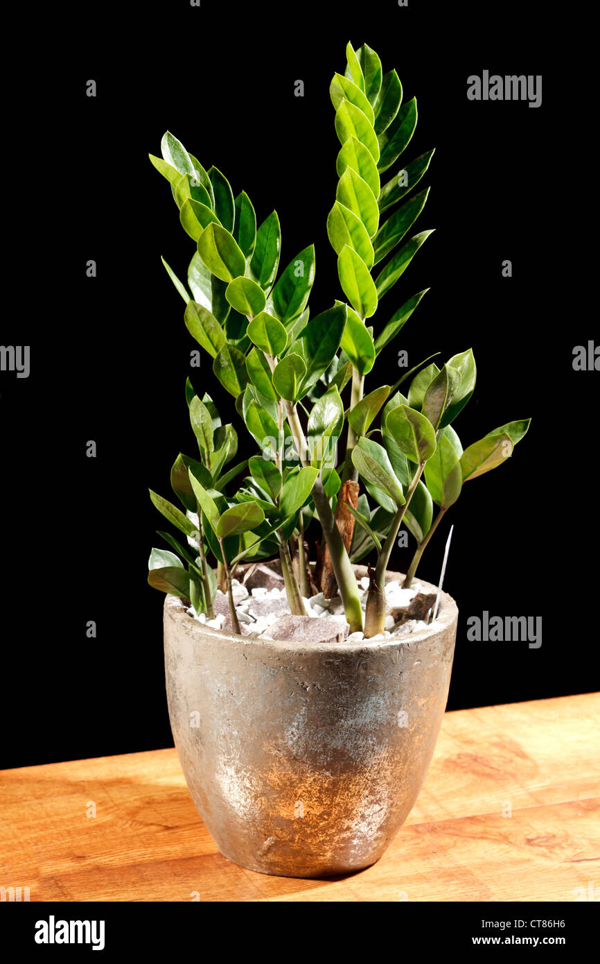 green plant in the pot Stock Photo - Alamy
