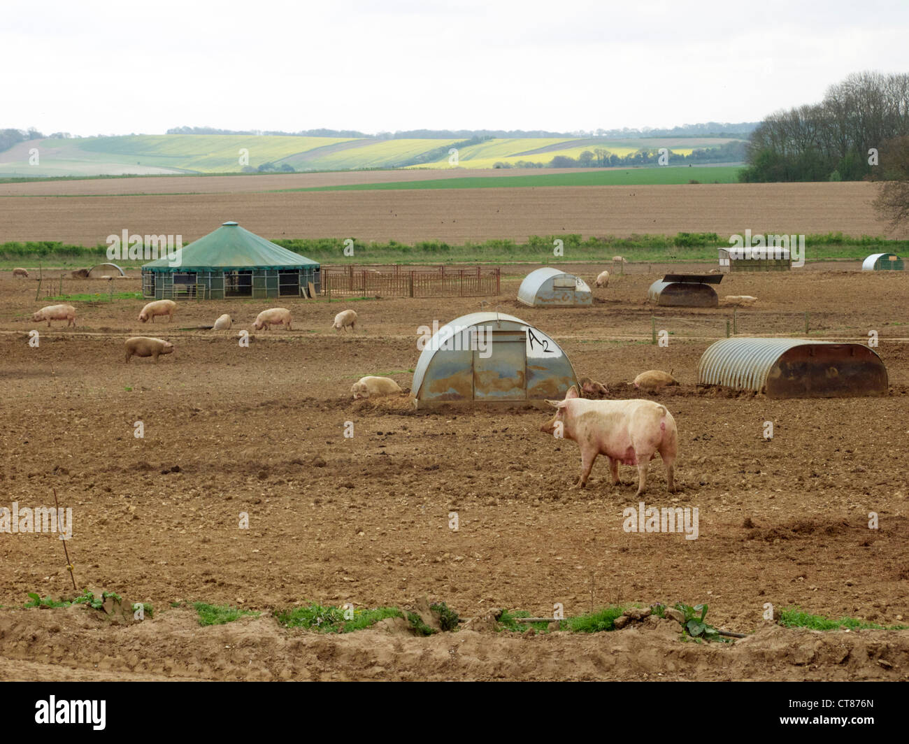 Outdoor pigs and piglets on downland farm in Oxfordshire Stock Photo ...
