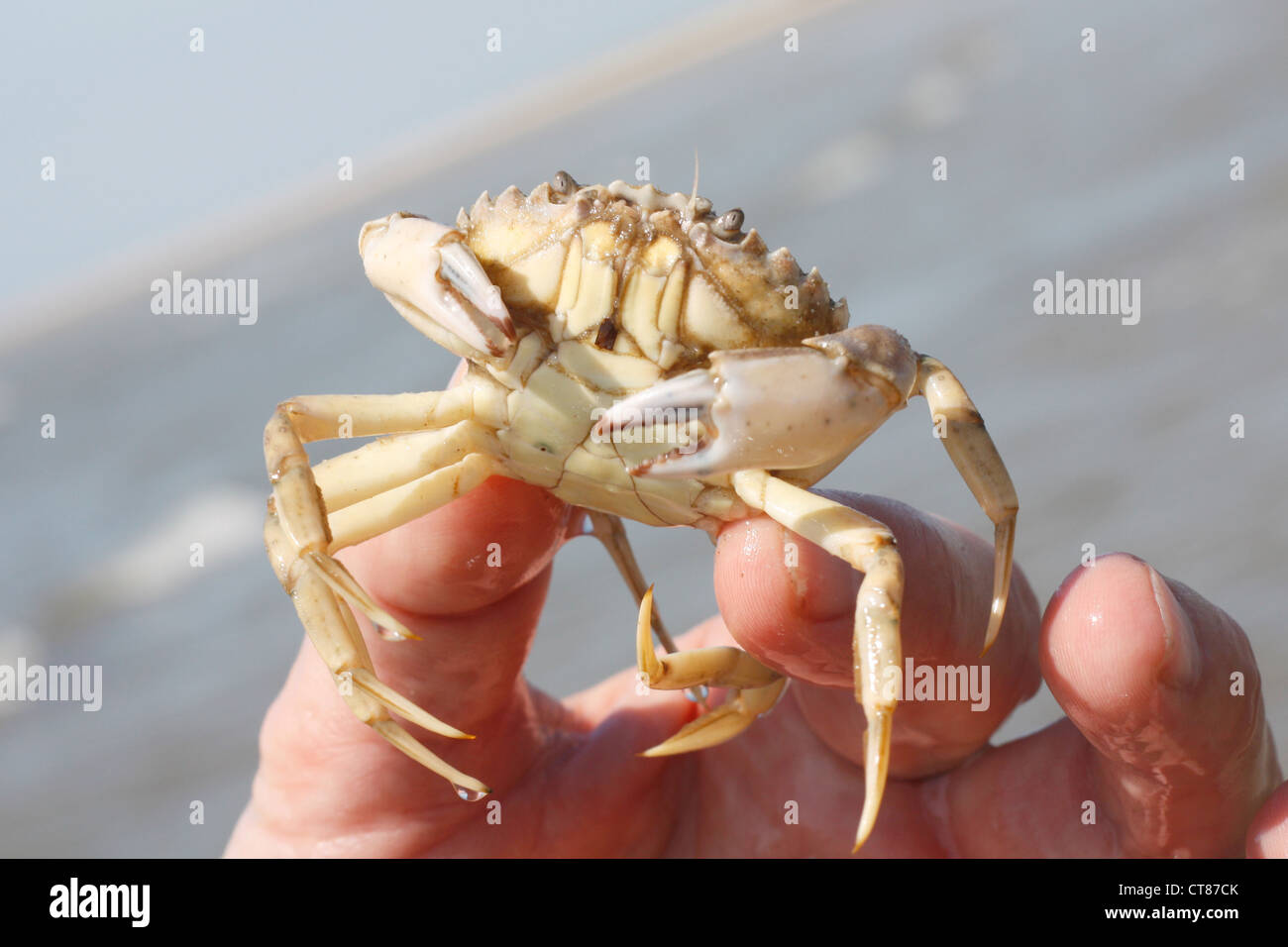 Hand holding crab Stock Photo - Alamy