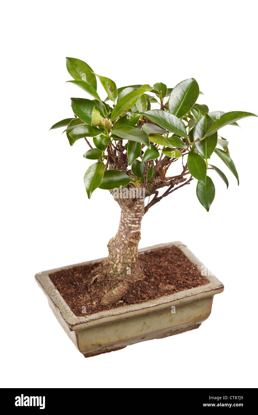 bonsai tree in a pot isolated on white background Stock Photo - Alamy