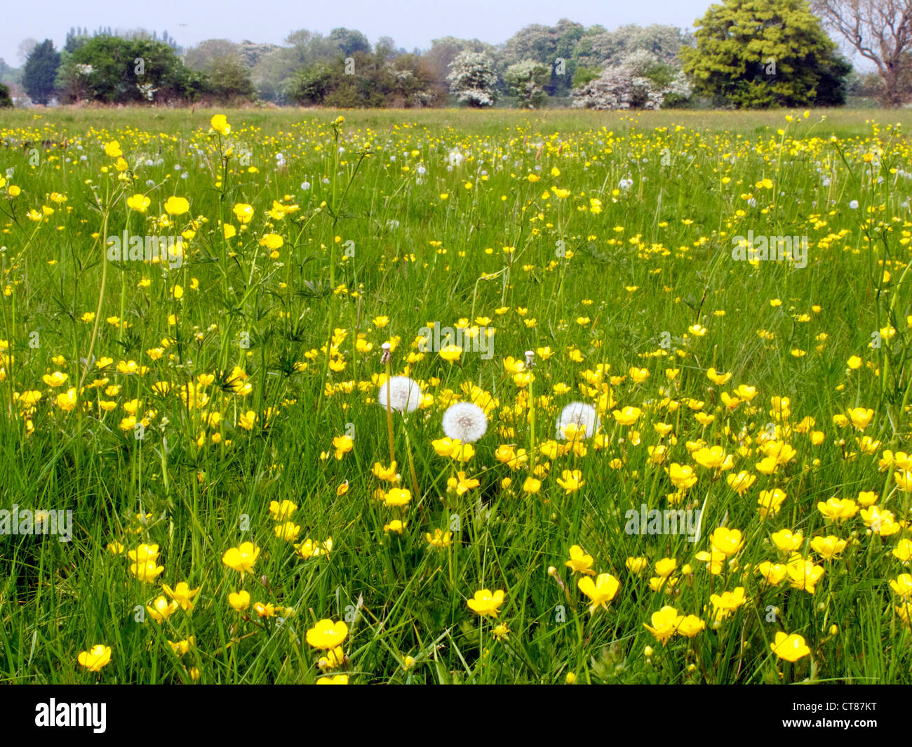 Buttercup and dandelion hi-res stock photography and images - Alamy