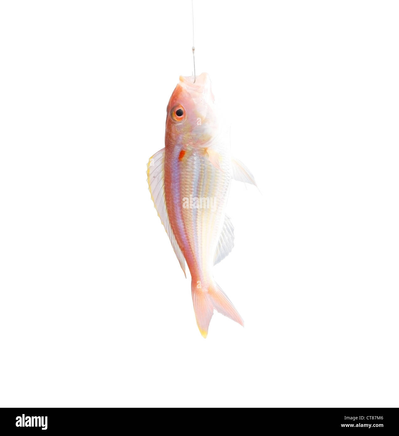 Caught small fish hi-res stock photography and images - Alamy
