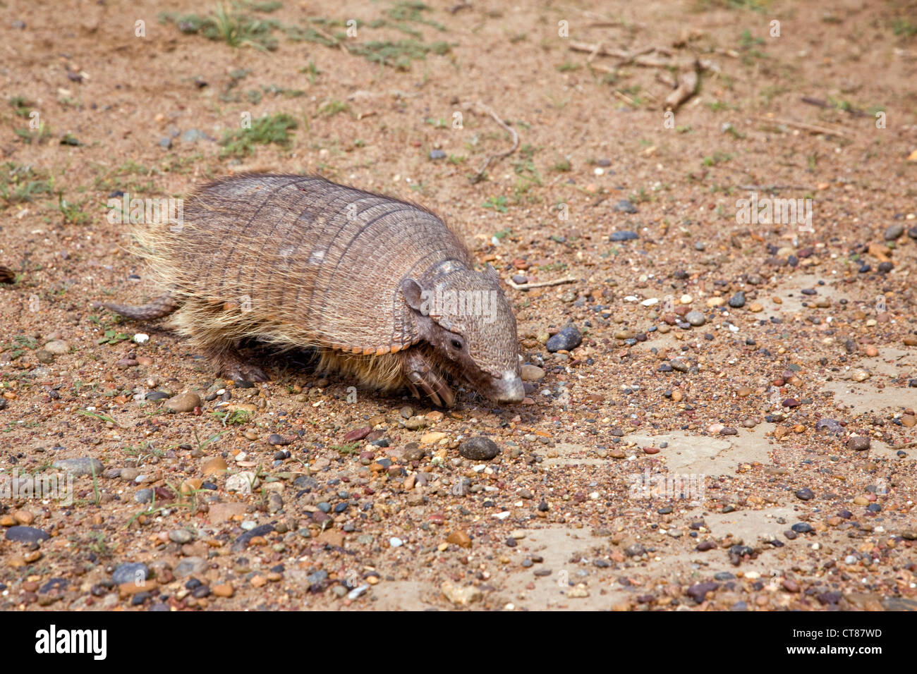 Armadillo argentina hi-res stock photography and images - Alamy