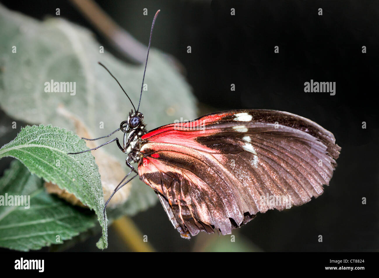Postman Butterfly (heliconius melpomene Stock Photo - Alamy