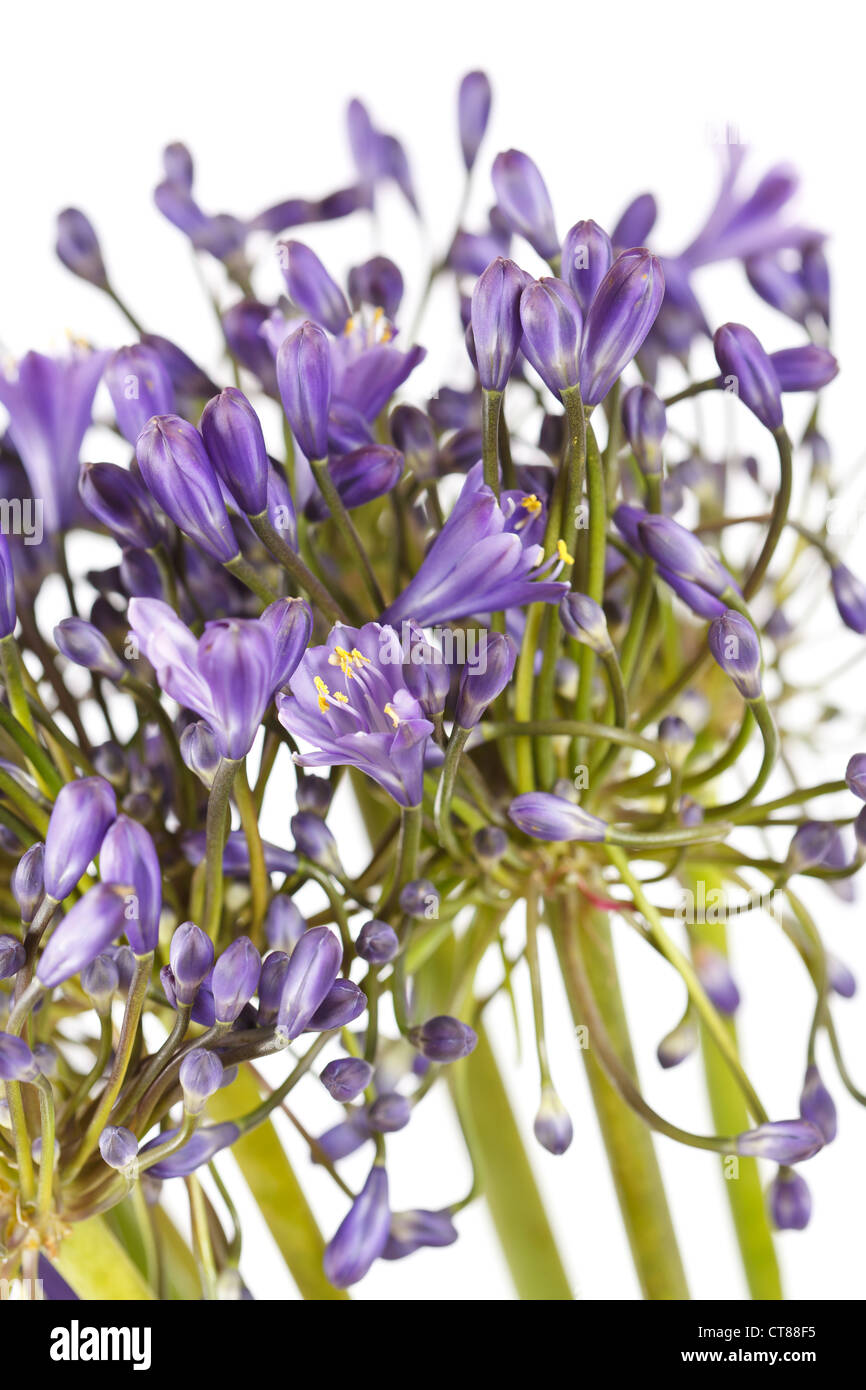 Blue ball flowers hi-res stock photography and images - Alamy