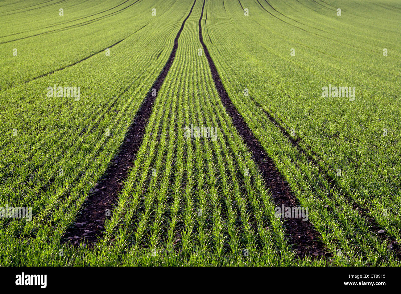 Field crops tractor tracks hi-res stock photography and images - Alamy