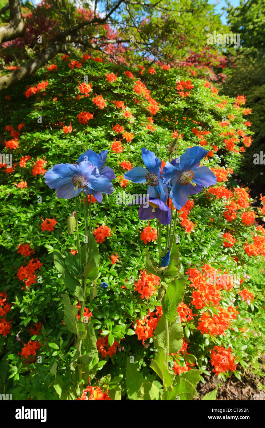 Jimmy bayne hi-res stock photography and images - Alamy