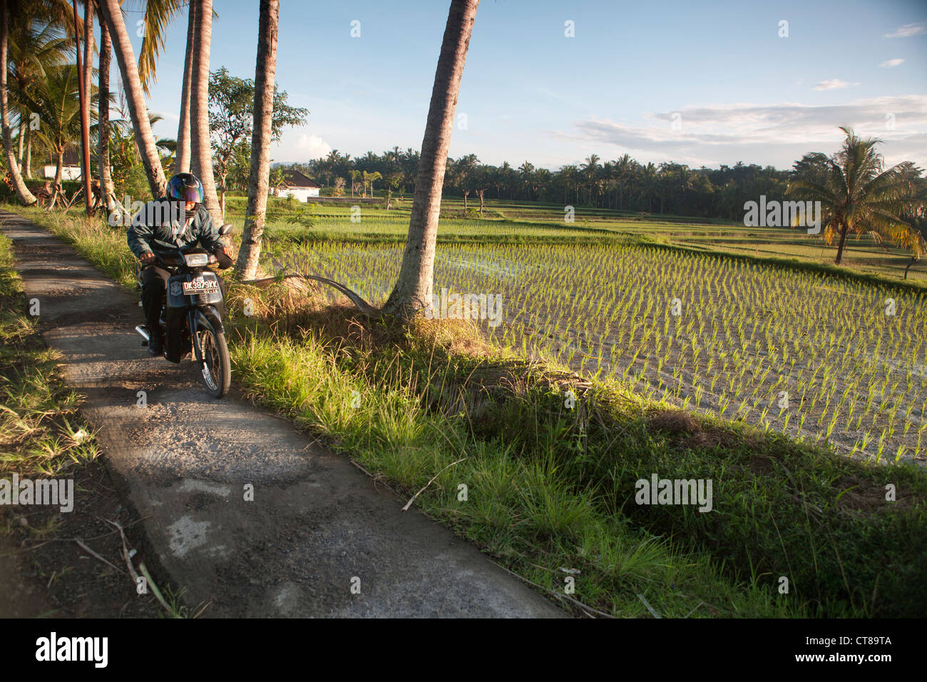 View of the rice fields in the Balinese town of Ubud, Bali, Indonesia ...