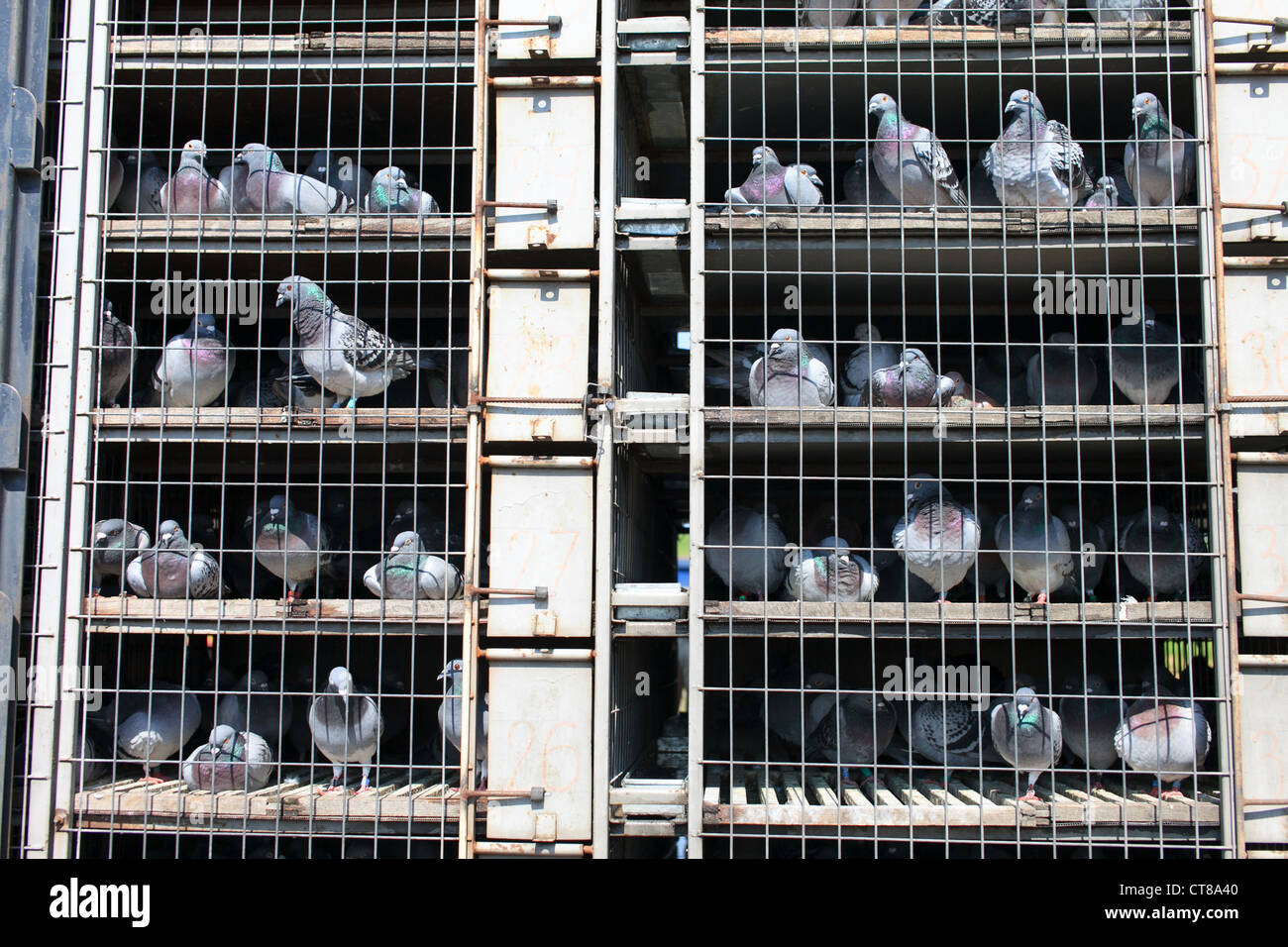 doves in the coop Stock Photo - Alamy