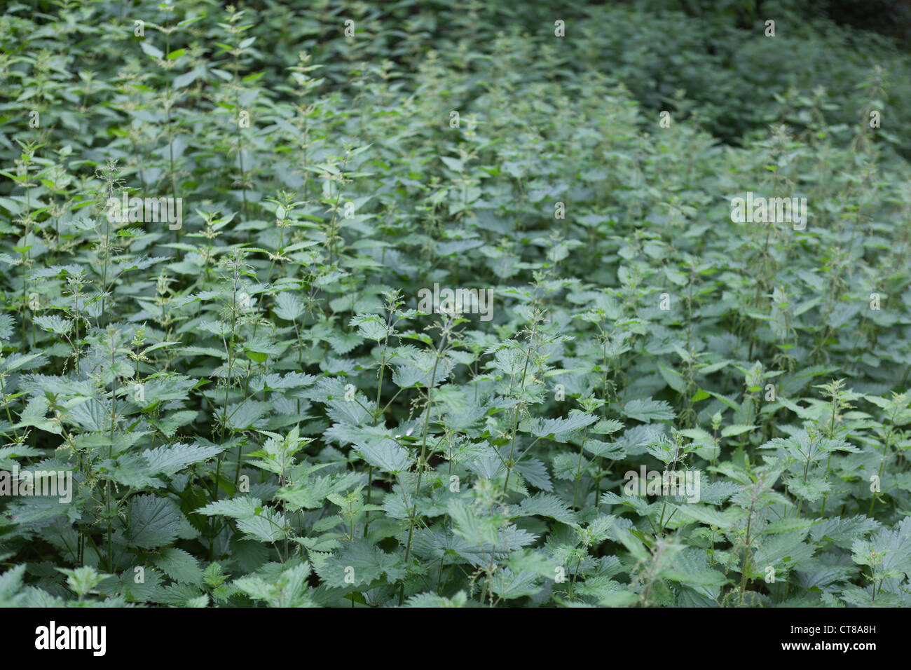Nettle family hi-res stock photography and images - Alamy