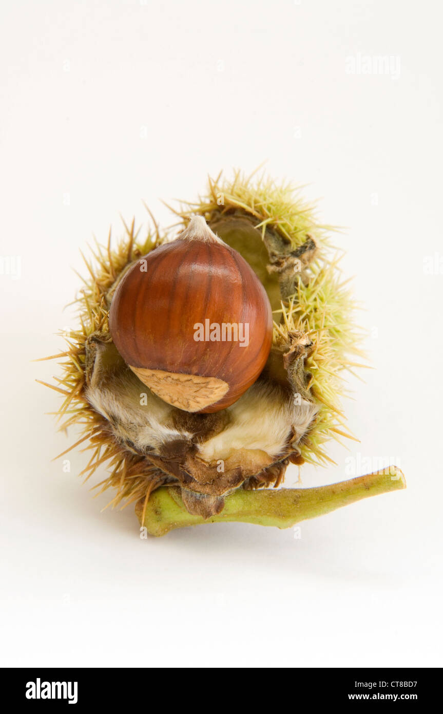 Chestnut with it's spiky seed case Stock Photo - Alamy