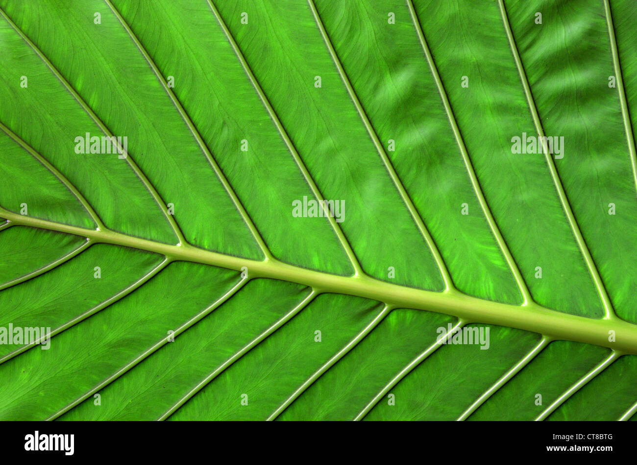 green leaf texture of a plant close up Stock Photo - Alamy