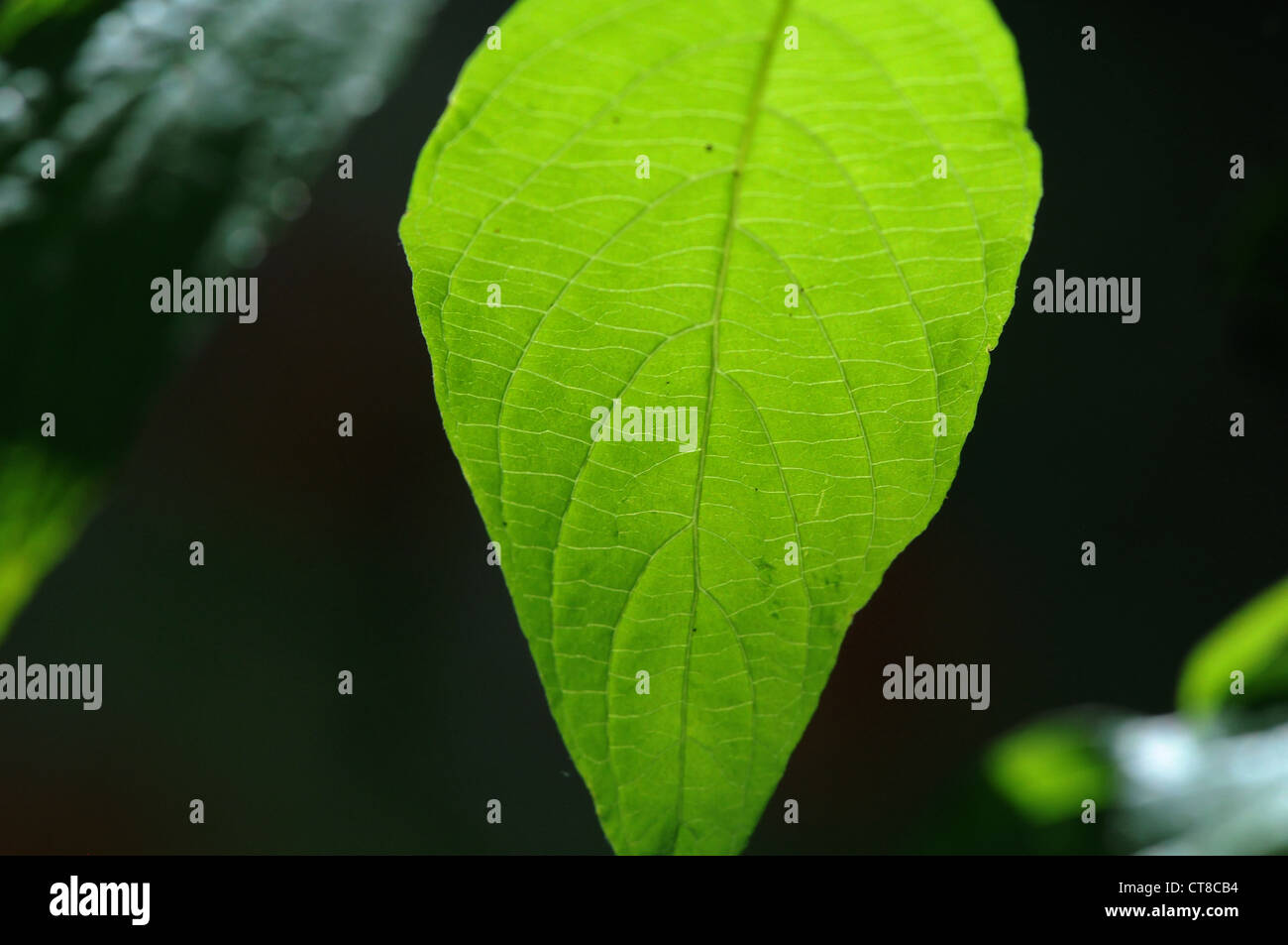 leaves in summer Stock Photo - Alamy