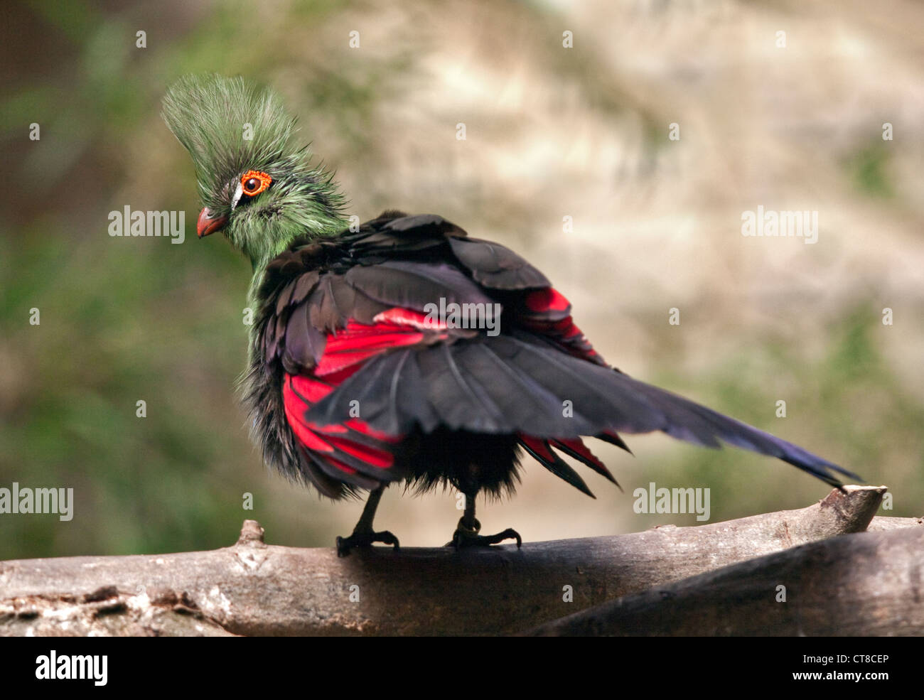 Tauraco schalowi hi-res stock photography and images - Alamy