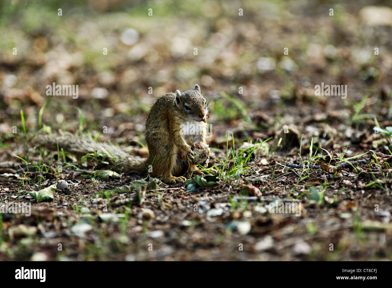 African bush squirrel hi-res stock photography and images - Alamy