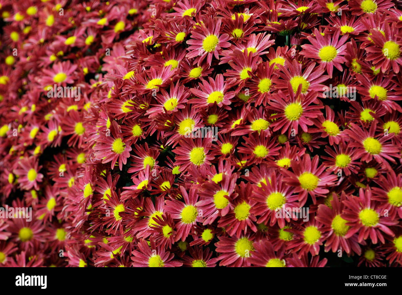 Rockefeller centre plaza flower bed hi-res stock photography and images - Alamy
