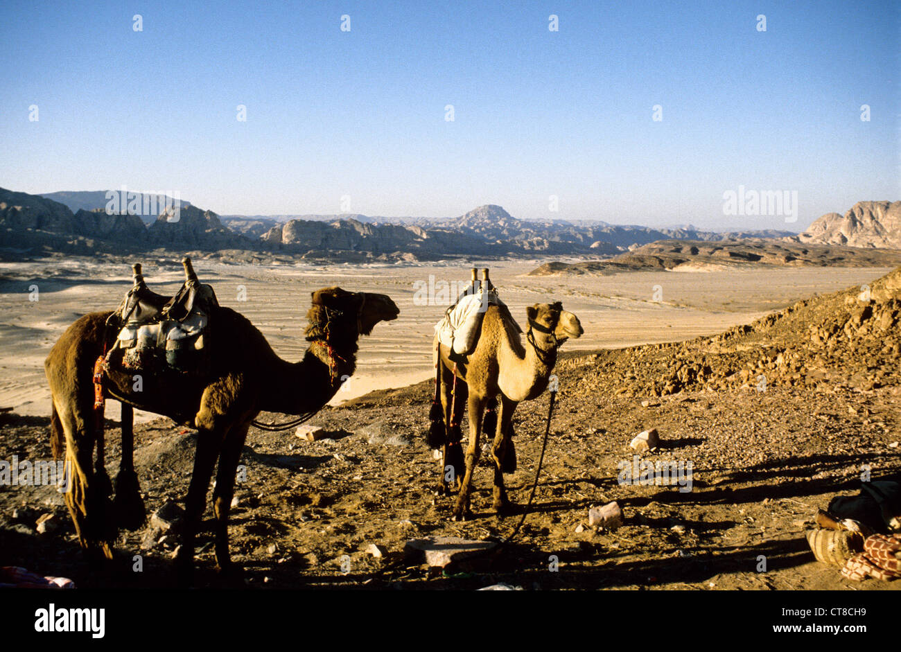 Camels in the desert Stock Photo - Alamy