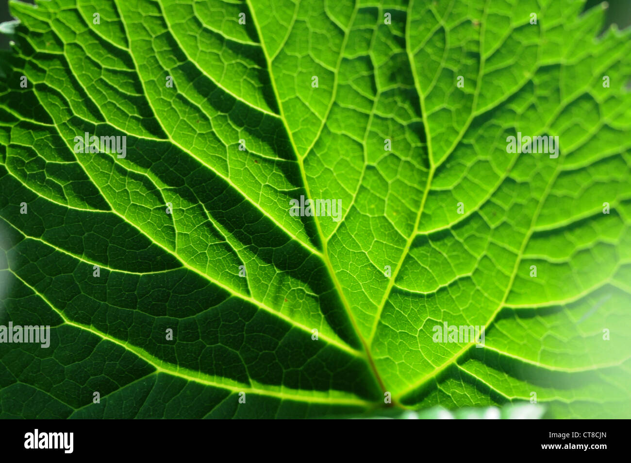 leaves in summer Stock Photo - Alamy