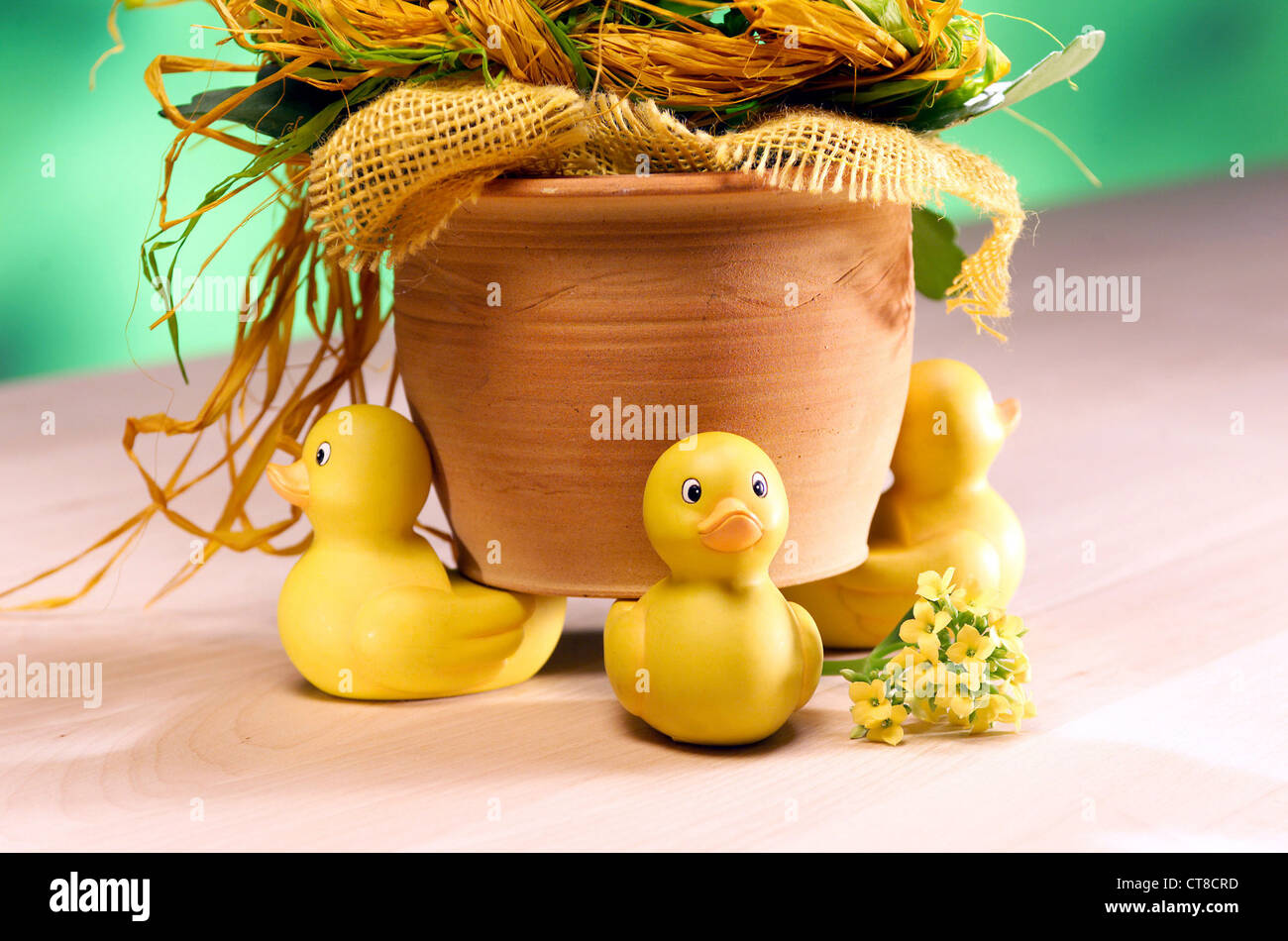 Flower pot with duck Stock Photo - Alamy