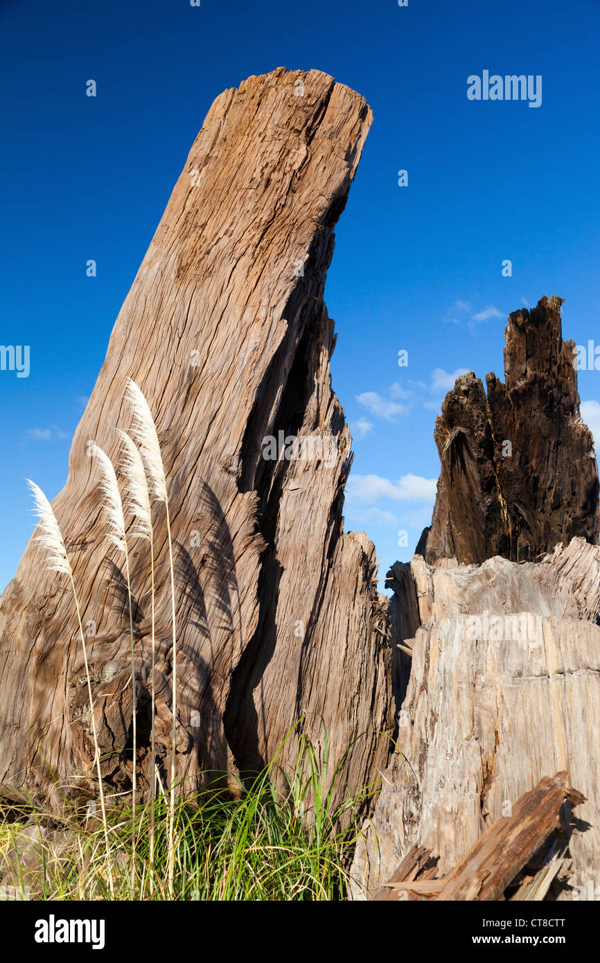 New zealand conifer tree hi-res stock photography and images - Alamy