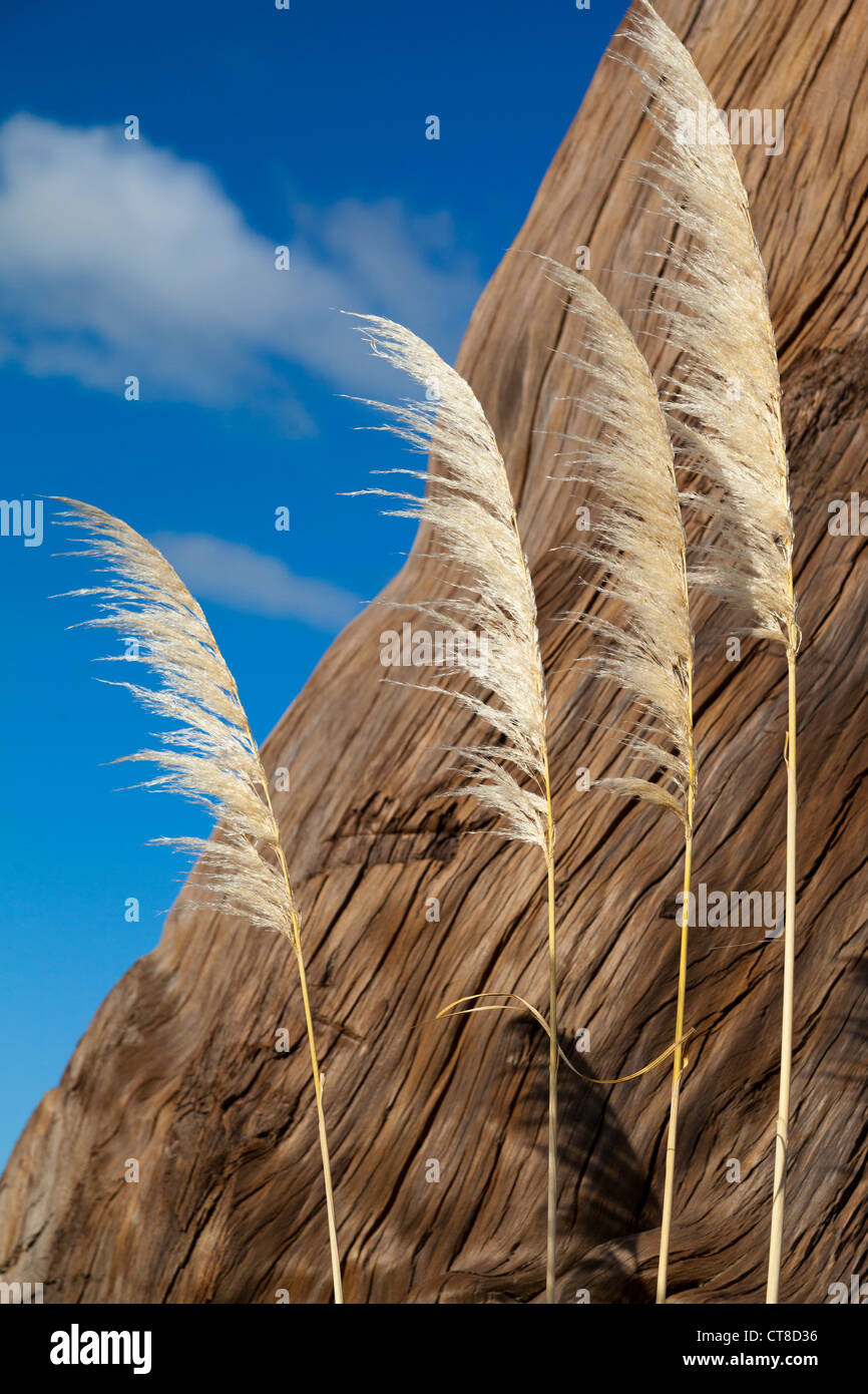 Native New Zealand flora 5 - Toi Toi grass and Kauri tree trunks Stock ...