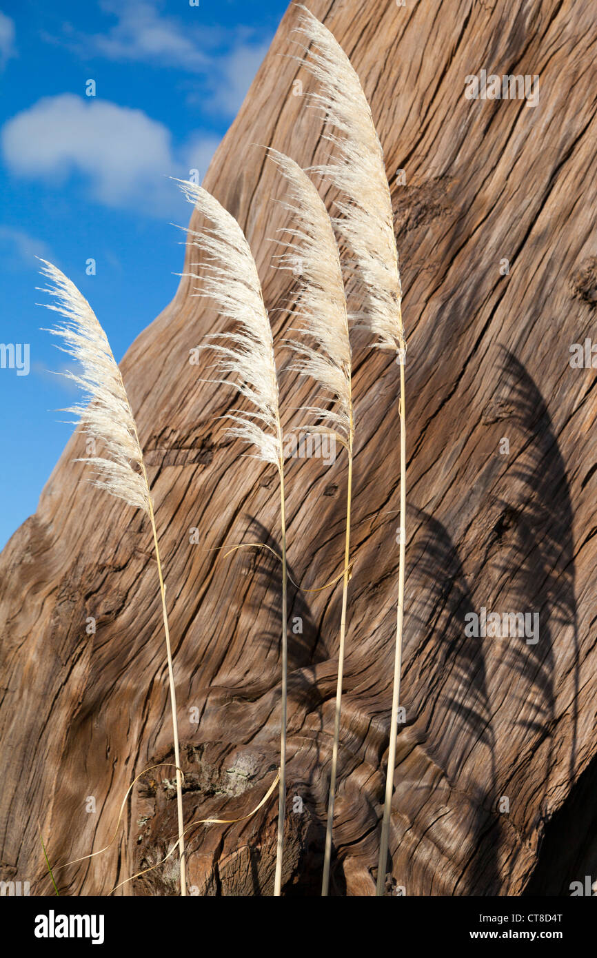Native New Zealand flora 6 - Toi Toi grass and Kauri tree trunks Stock ...
