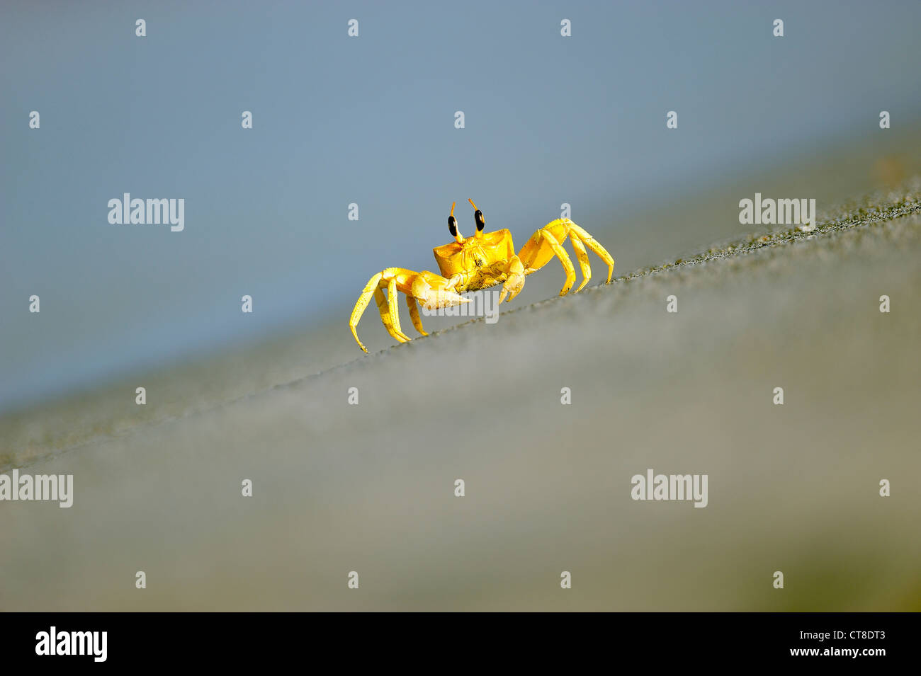 Horned Ghost Crab, Ocypode sp., probably O. ceratophthalmus, Masirah ...
