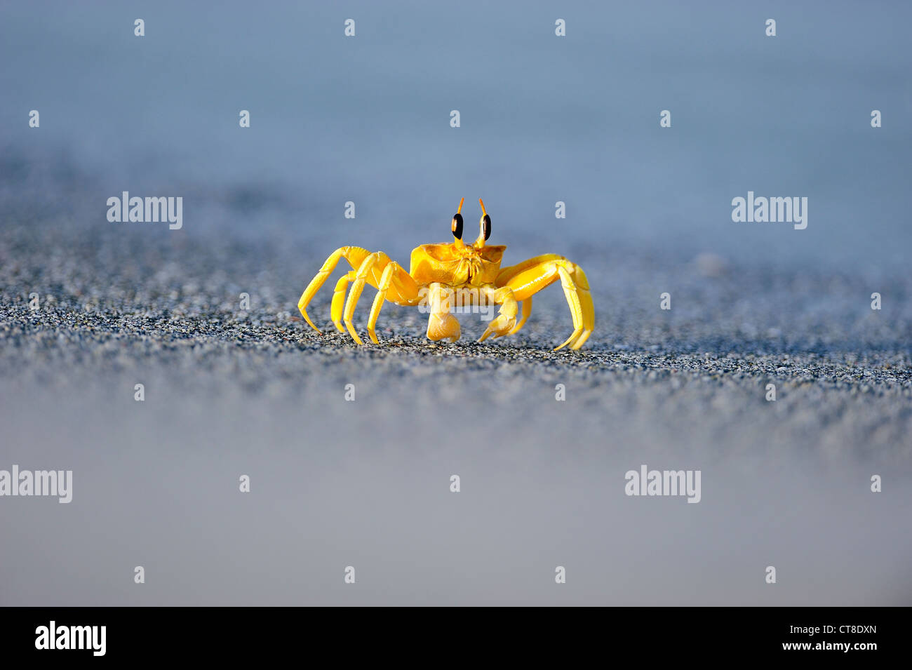 Horned Ghost Crab, Ocypode sp., probably O. ceratophthalmus, Masirah ...