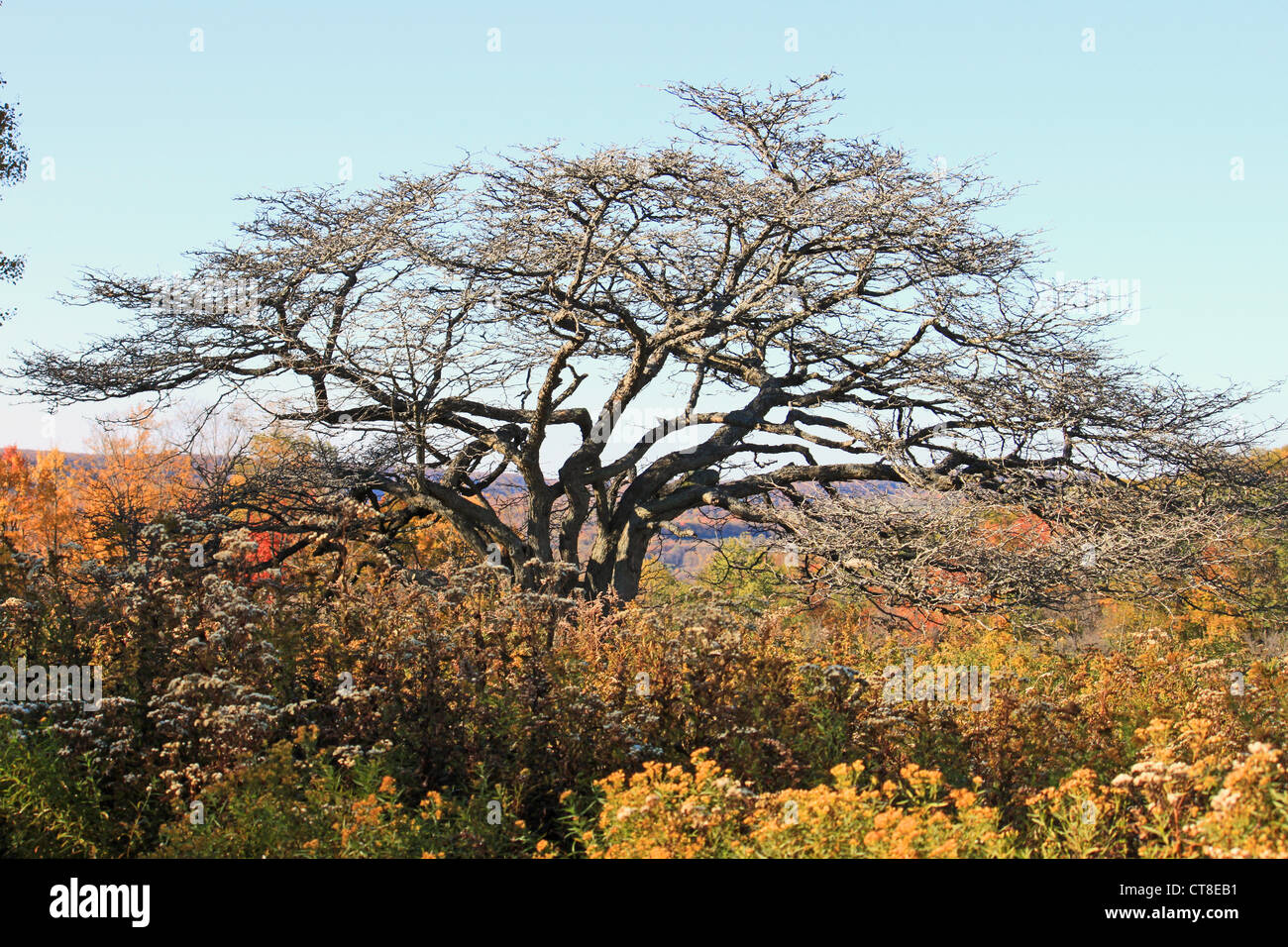 Lone hawthorn tree hi-res stock photography and images - Alamy