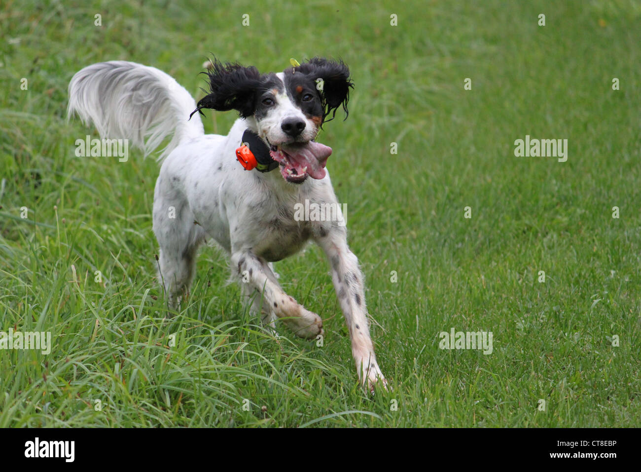 This is my dog Lightning, joyously running Stock Photo - Alamy