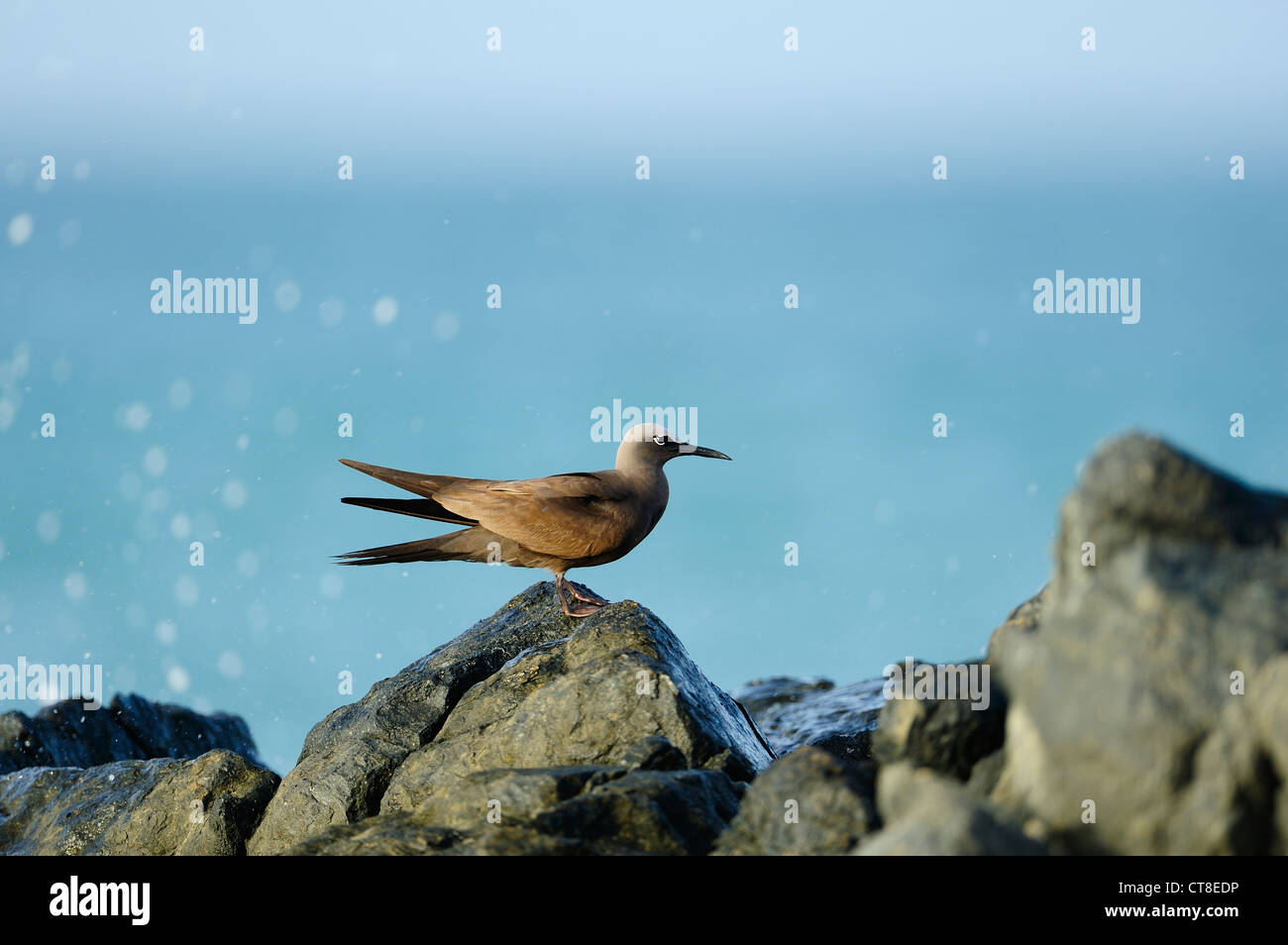 Common or Brown Noddy, Anous stolidus, Masirah Island, Oman Stock Photo ...