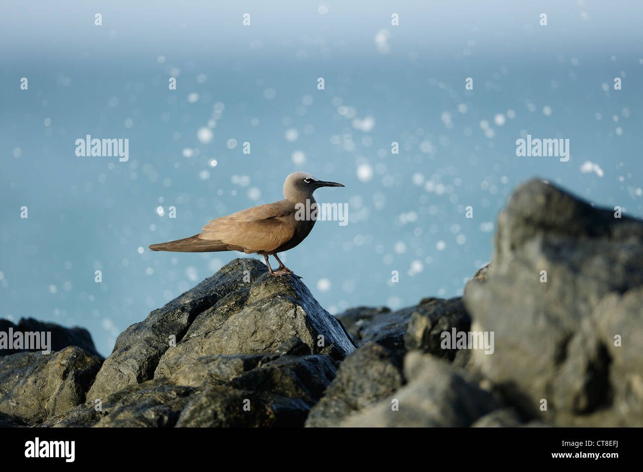 Common or Brown Noddy, Anous stolidus, Masirah Island, Oman Stock Photo ...