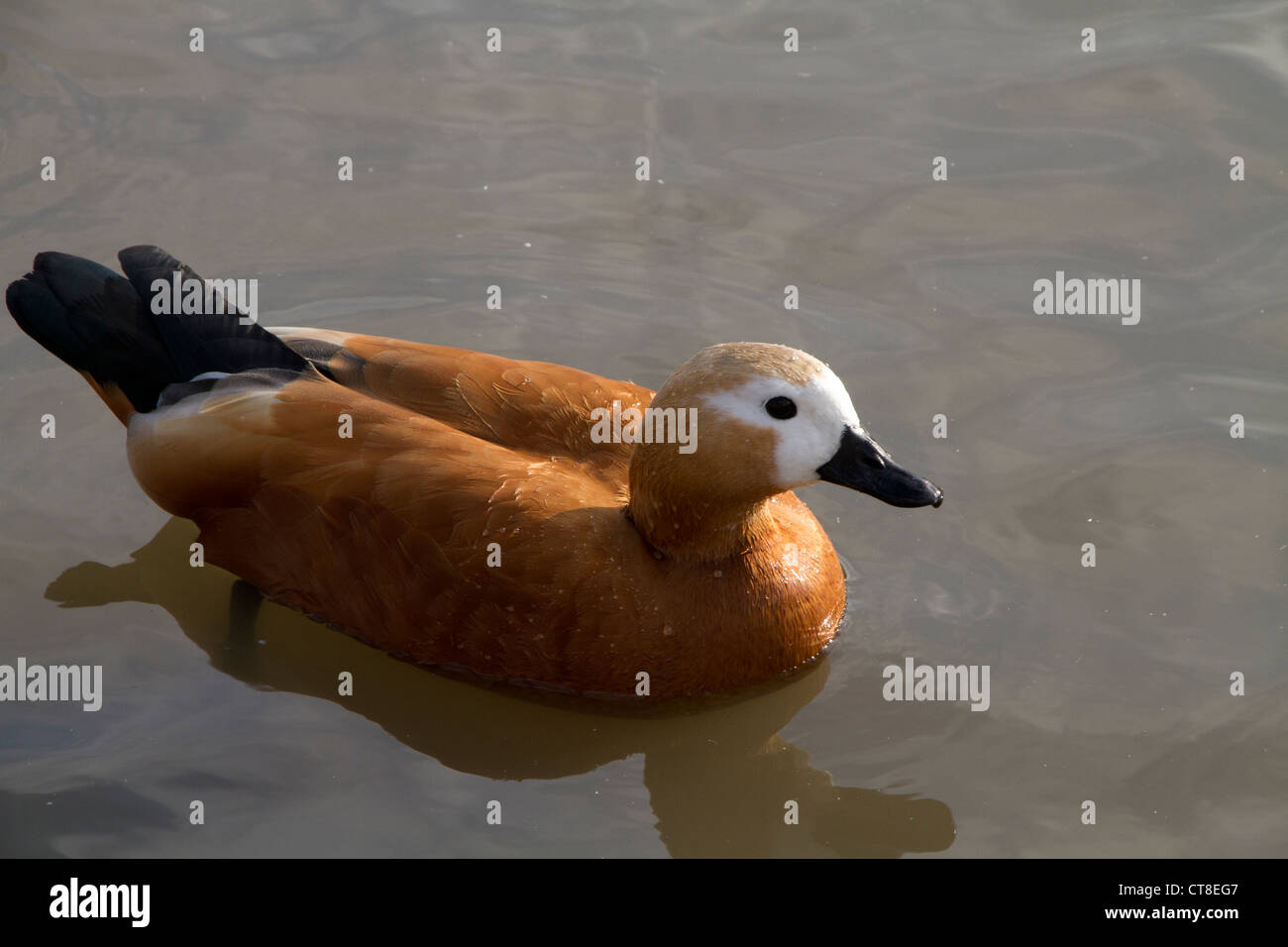 South African Shelduck (Tadorna cana). Also known as the Cape Shelduck ...