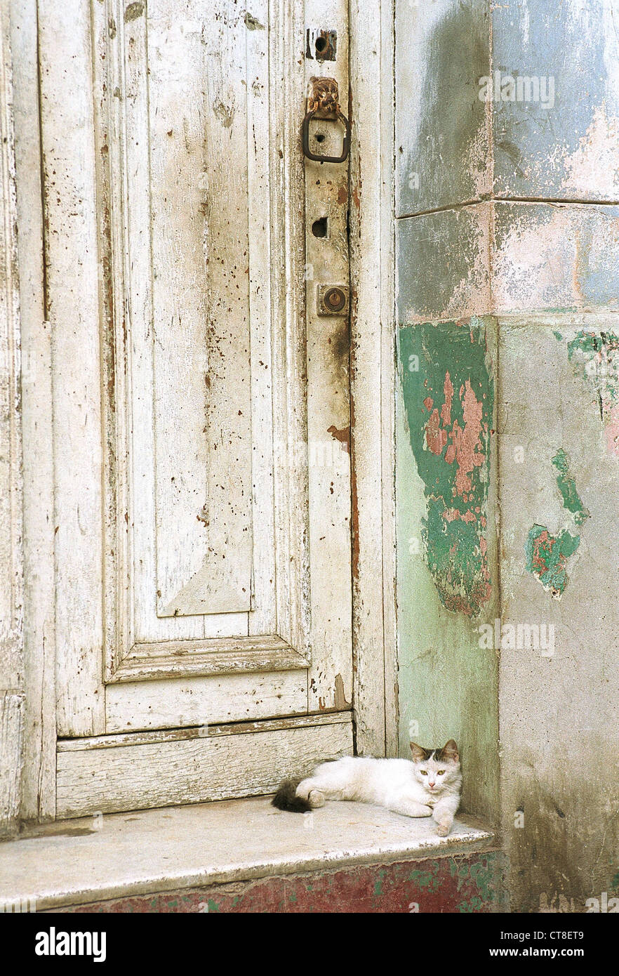 Cat in front of a doorway Stock Photo - Alamy