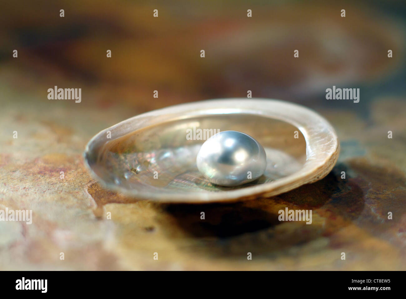 Shell with Pearl Stock Photo - Alamy