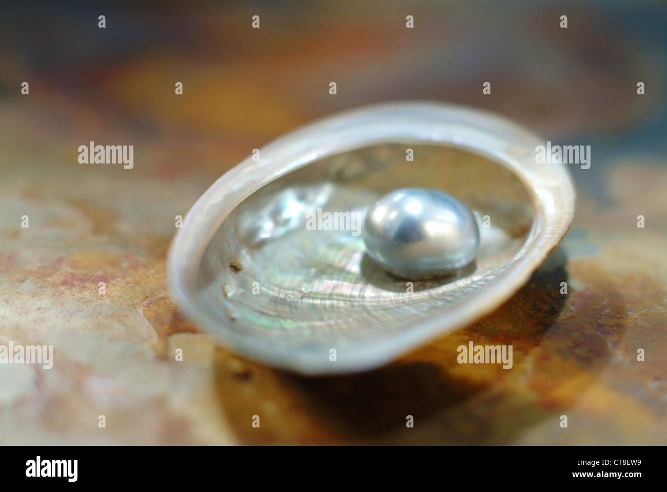 Shell with Pearl Stock Photo - Alamy