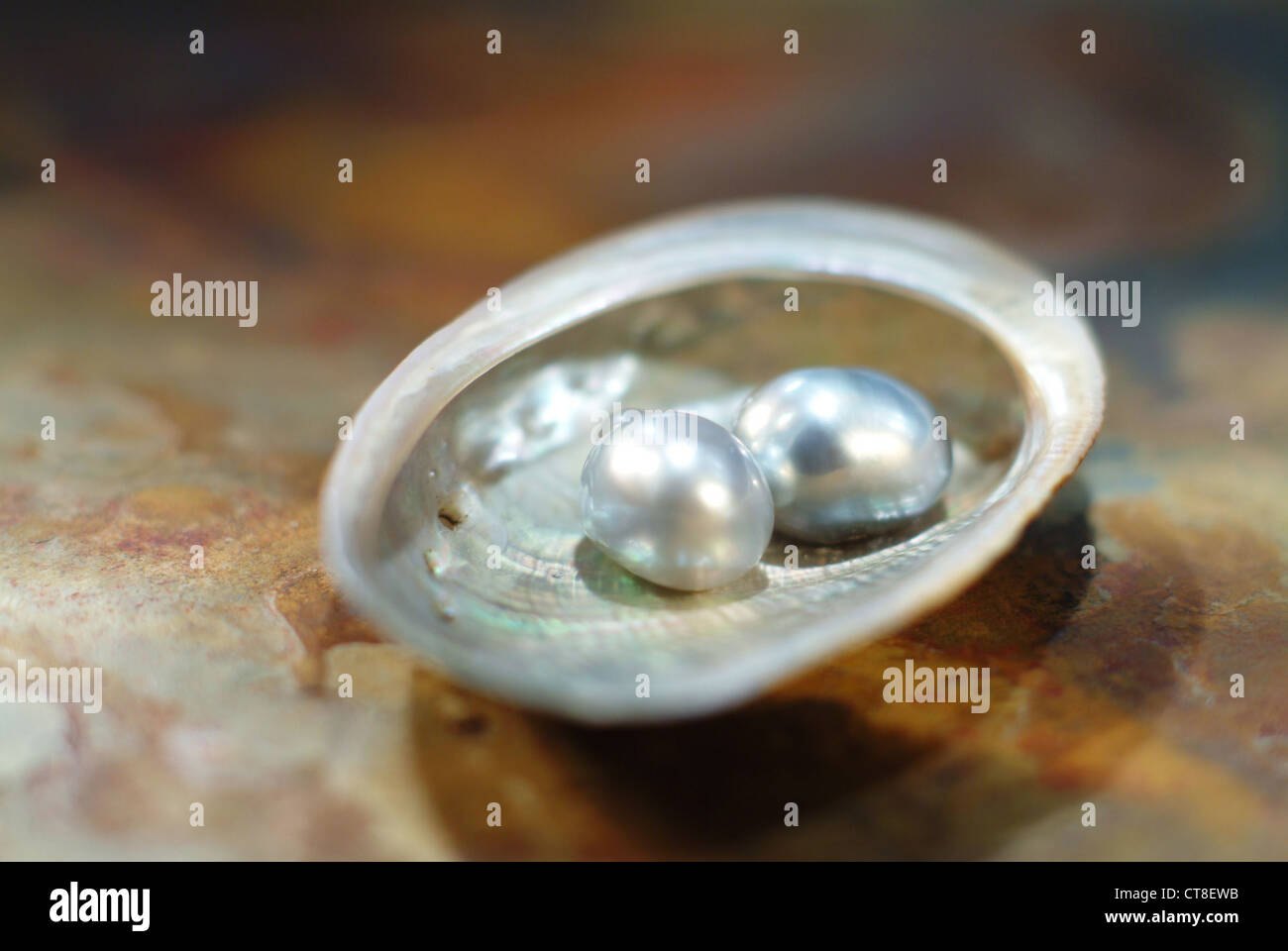 Shell has two pearls Stock Photo - Alamy