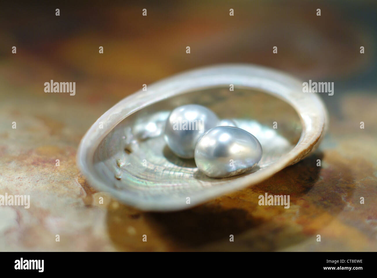 Shell has two pearls Stock Photo - Alamy