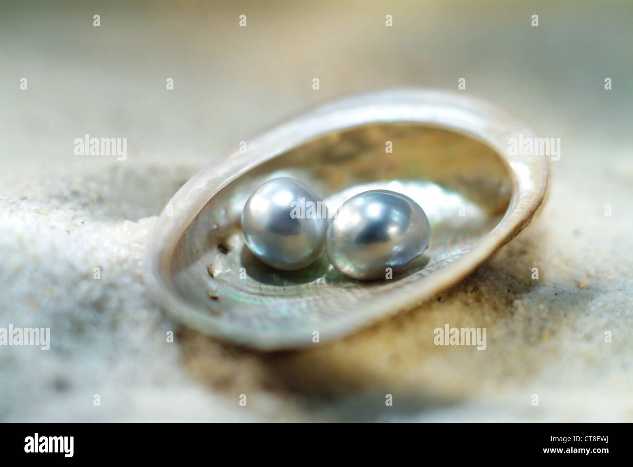 Two shell hi-res stock photography and images - Alamy