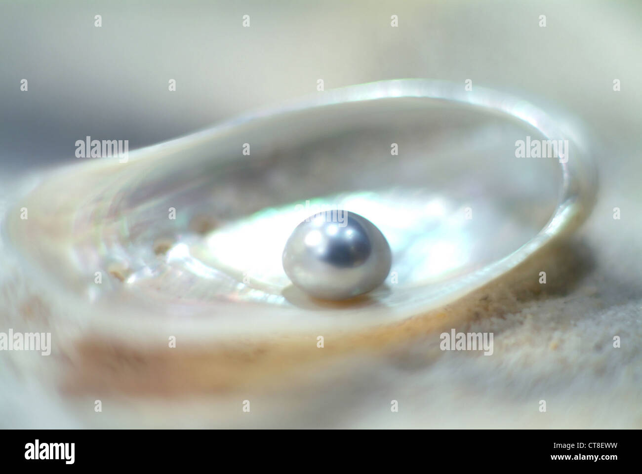 Shell with Pearl Stock Photo - Alamy