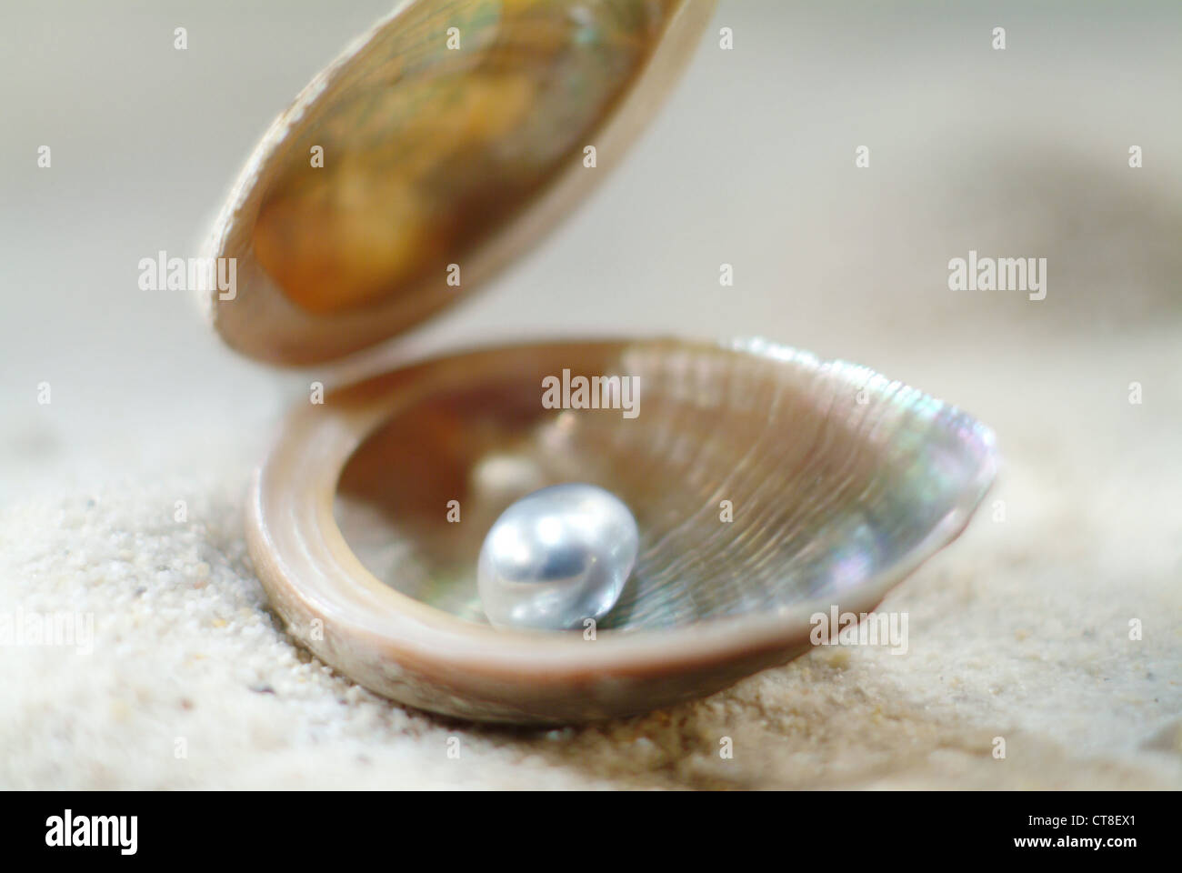 Shell with Pearl Stock Photo - Alamy