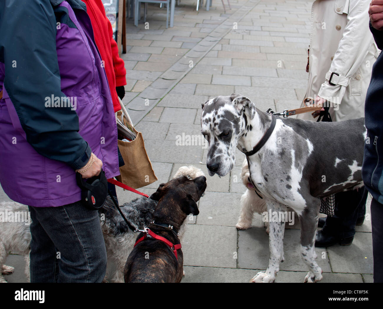 Two dogs meeting hi-res stock photography and images - Alamy