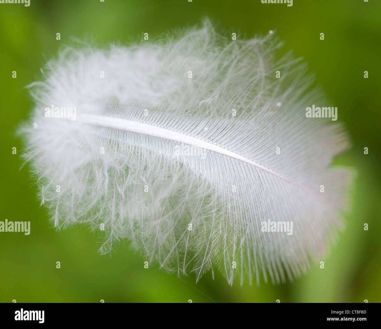 White feather hi-res stock photography and images - Alamy