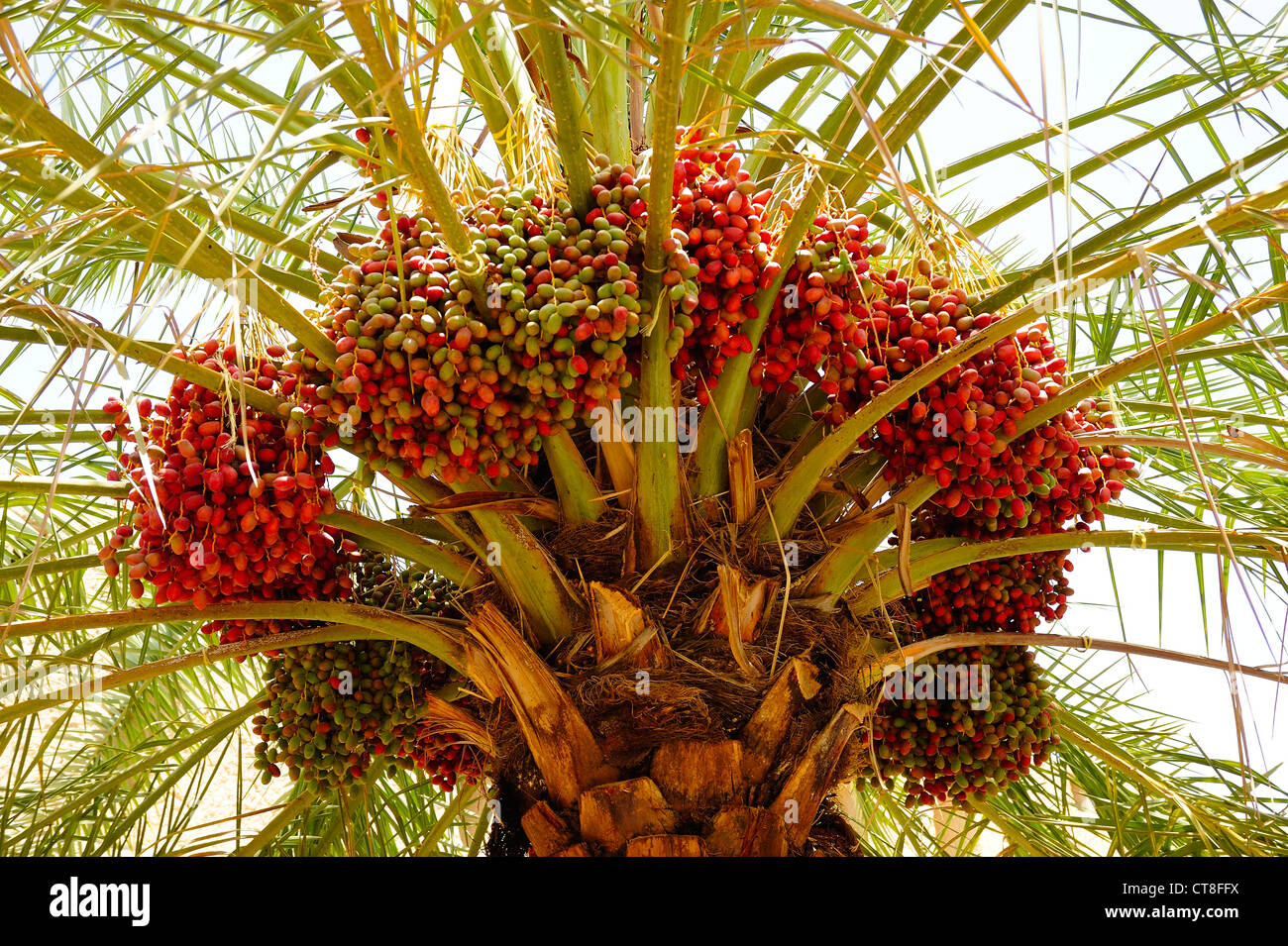 Date Palm with dates, Nizwa, Oman Stock Photo - Alamy