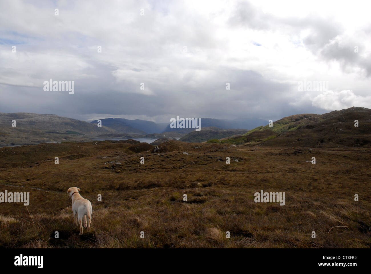 Labrador dog in a Scottish landscape, Sutherland, Scotland, UK Stock ...