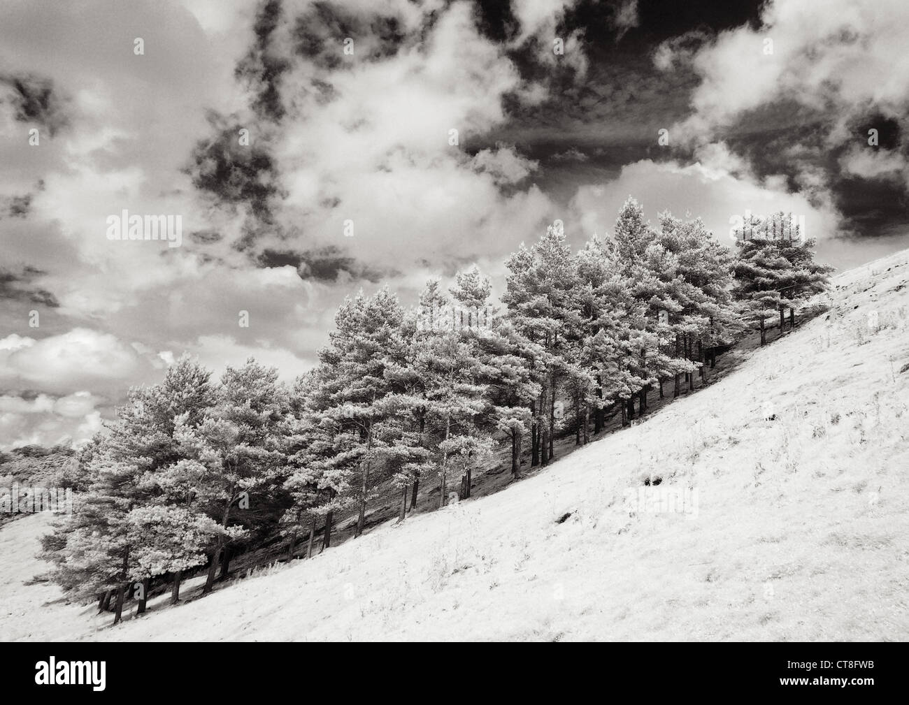 Trees - Hulme End Stock Photo - Alamy