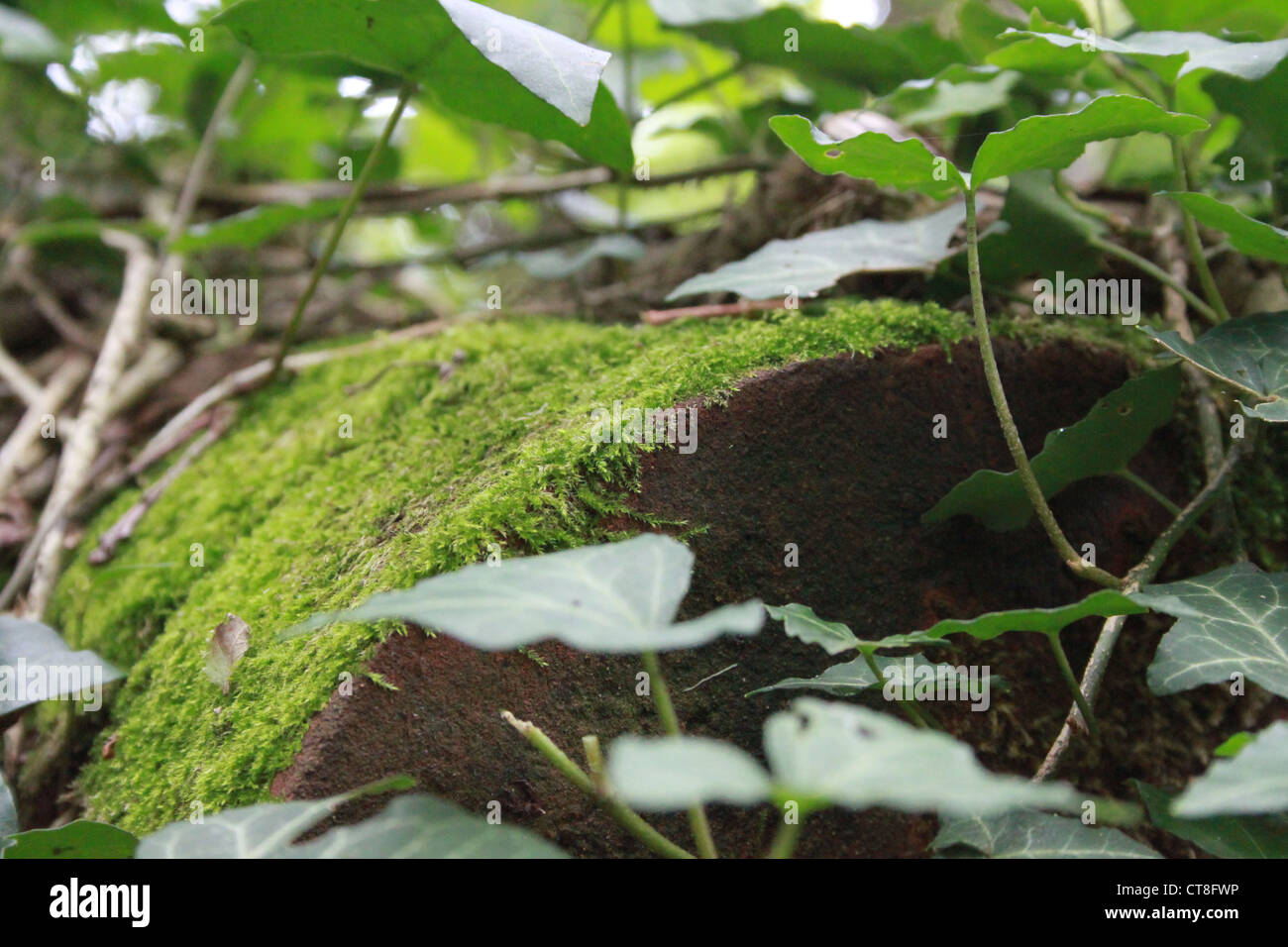 Various views of moss or lichen Stock Photo - Alamy