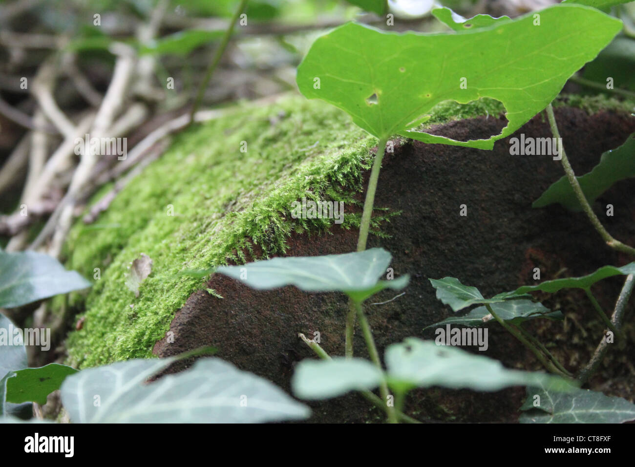 Various views of moss or lichen Stock Photo - Alamy